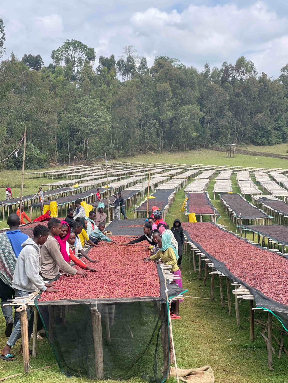 Äthiopien Daye Bensa | Frisch gerösteter Spezialitätenkaffee | FREKKO ...